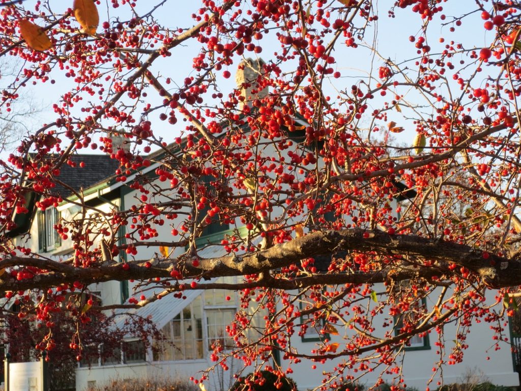 Grab Brantford City Roads Map now