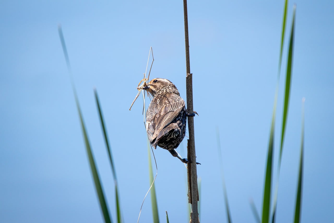 Access Carouge City Roads Map at no cost